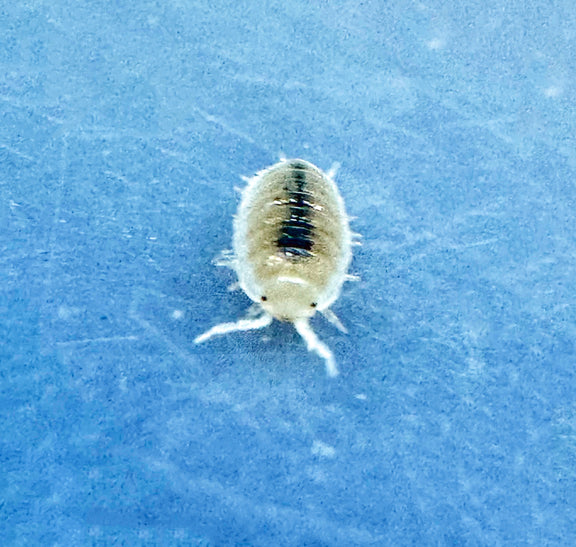 Care Guide- Armadillidium Maculatum – Isopod Factory