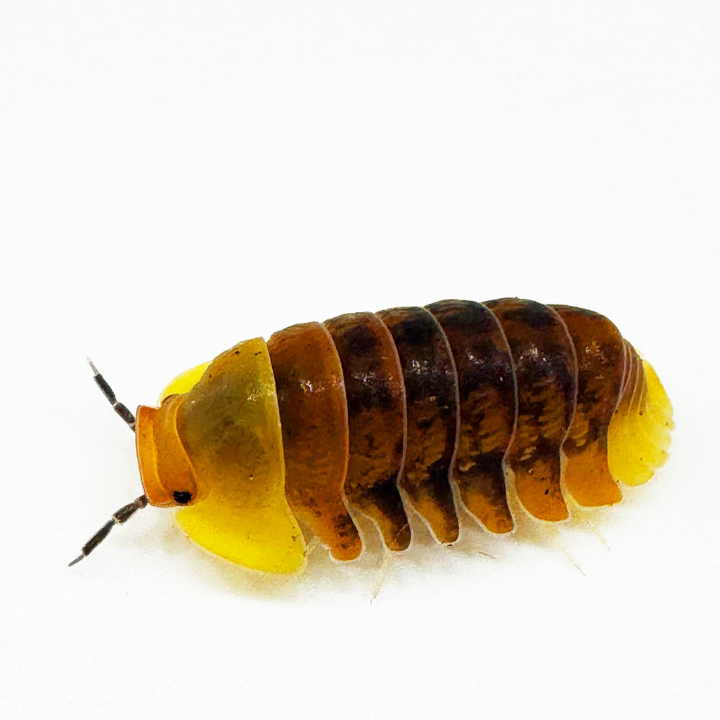 Care Guide- Porcellionides Pruinosis – Isopod Factory