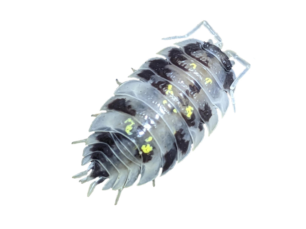 Cubaris Isopods – Isopod Factory