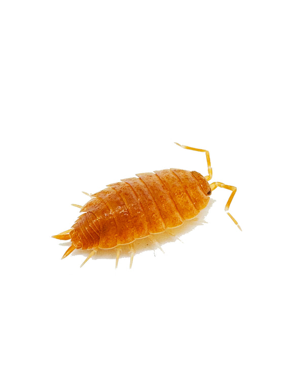 Armadillidium Scaberrimum "Sandstone Isopod" – Isopod Factory