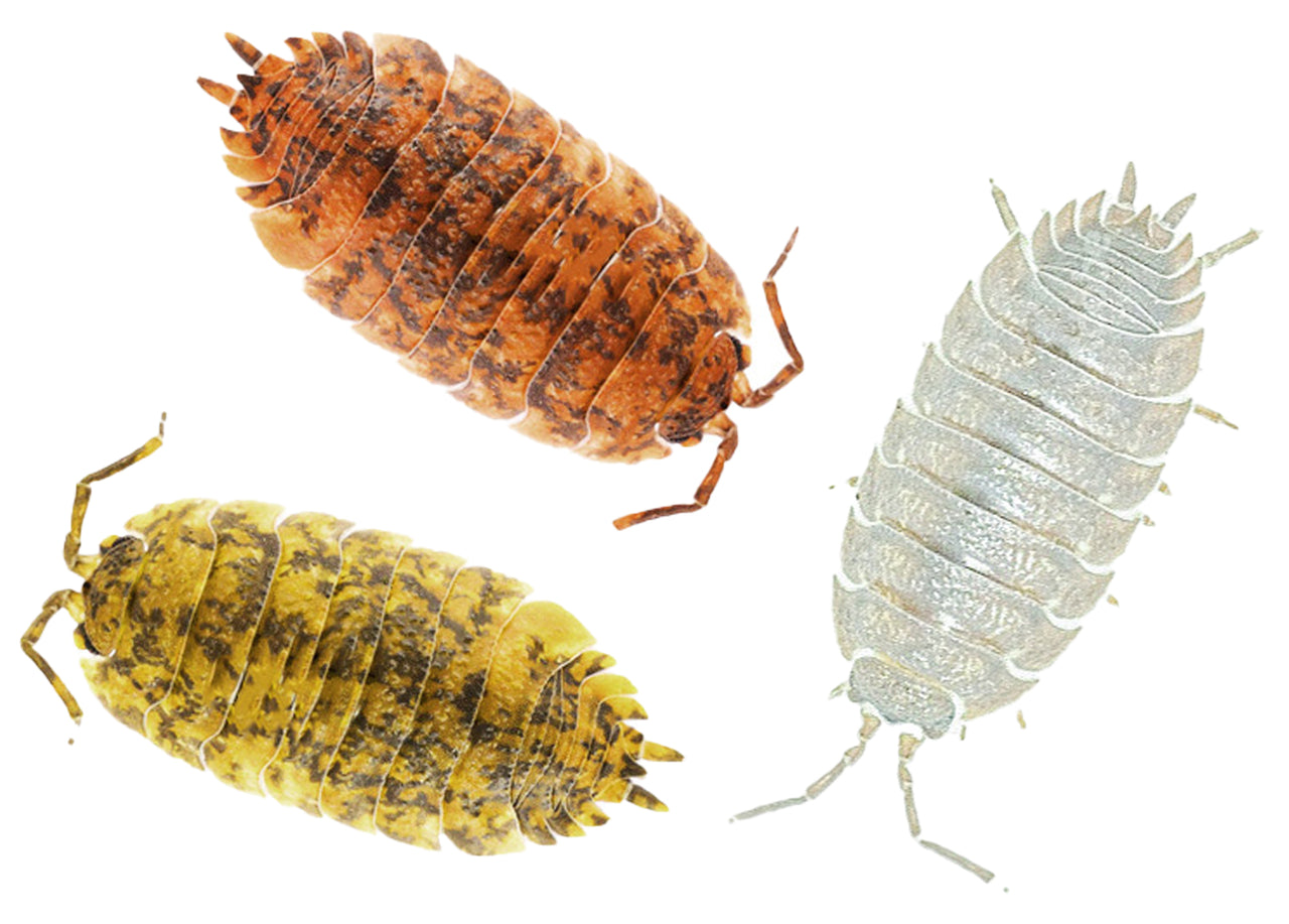 Care Guide- Armadillidium Maculatum "Zebra" – Isopod Factory