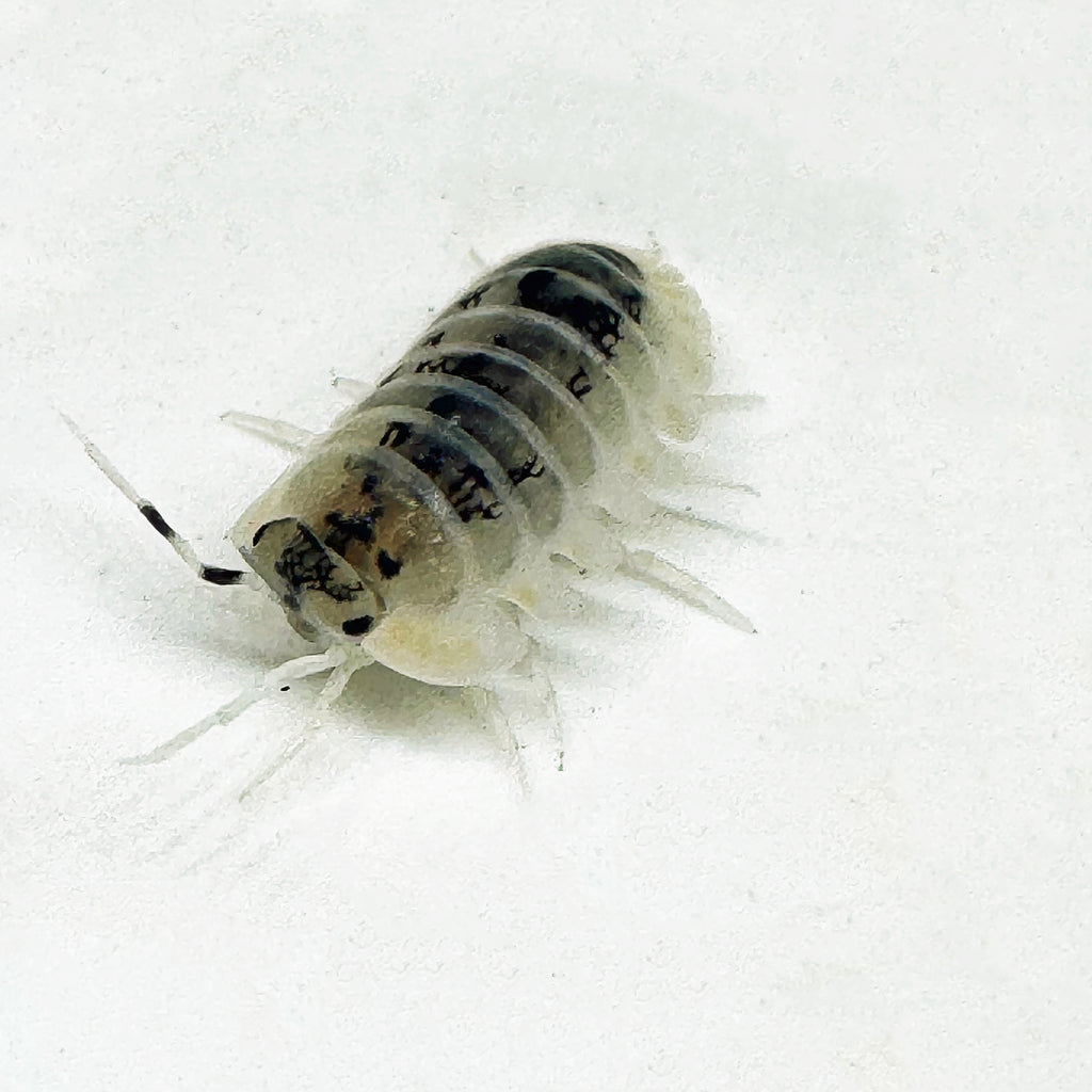 Cubaris Sp. Rubber Ducky – Isopod Factory