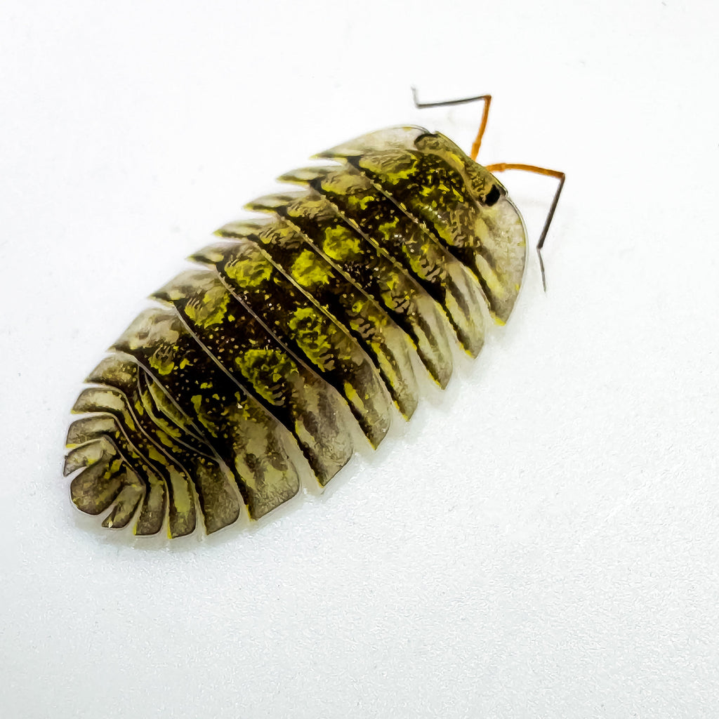 Cubaris Sp. Panda King – Isopod Factory