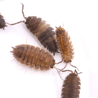 IsopodFactory.com – Isopod Factory